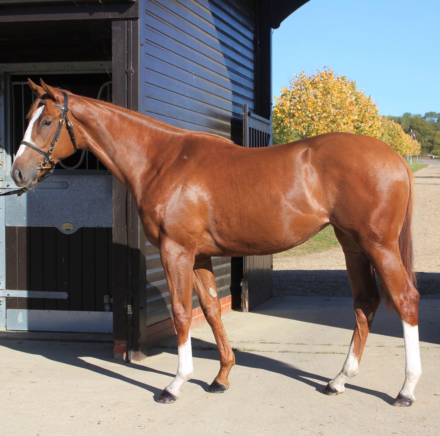 Bedford House Racing – Charlie Fellowes Racing