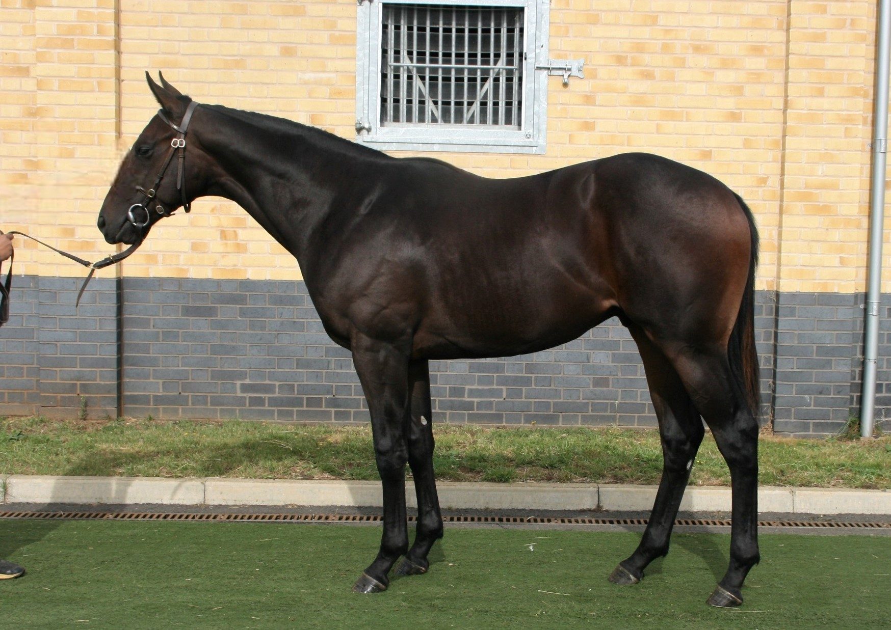 Bedford House Racing – Charlie Fellowes Racing