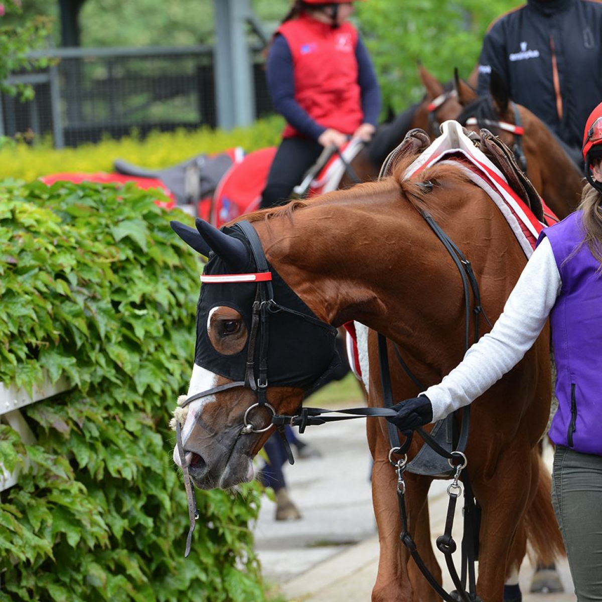 Gallery – Charlie Fellowes Racing