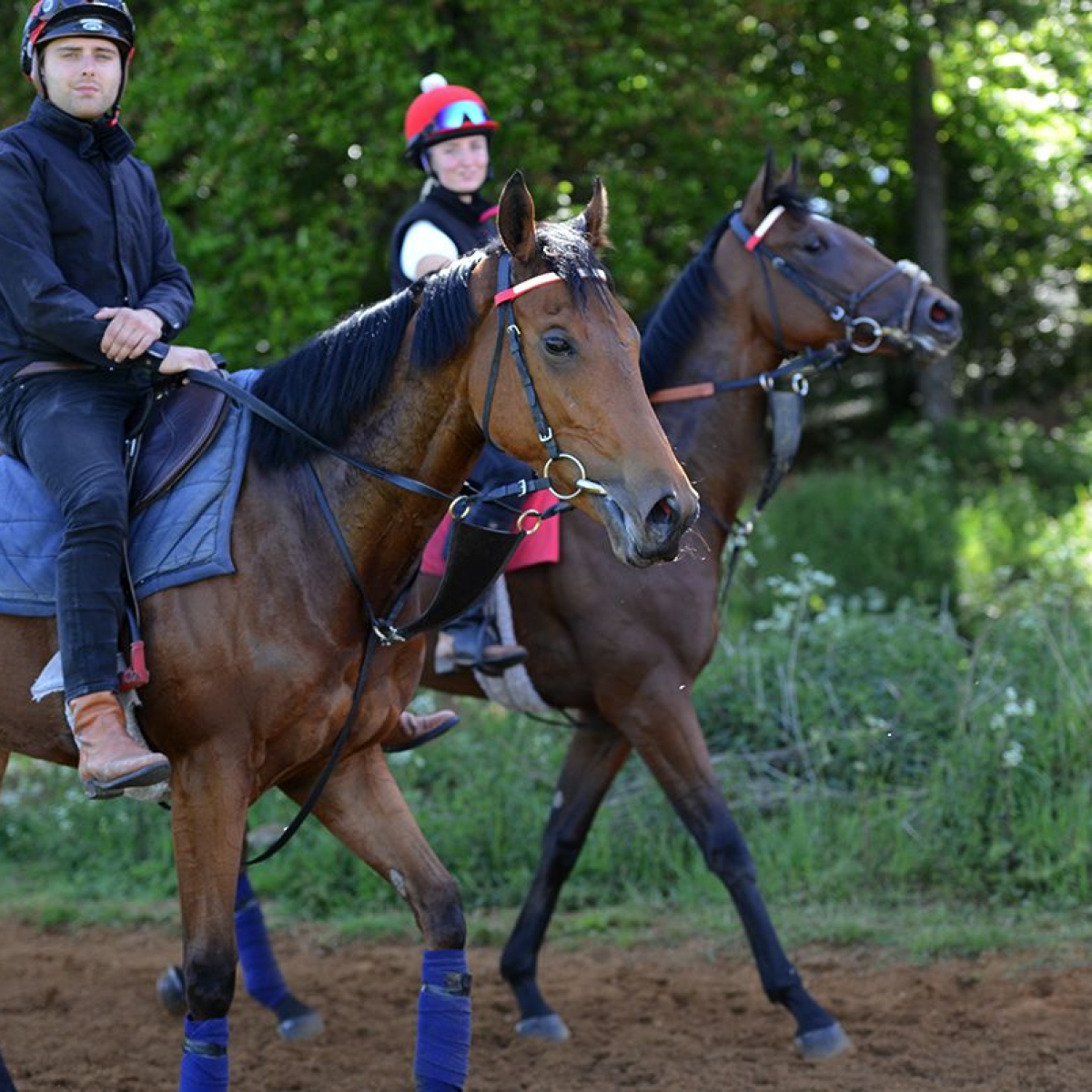 Gallery – Charlie Fellowes Racing